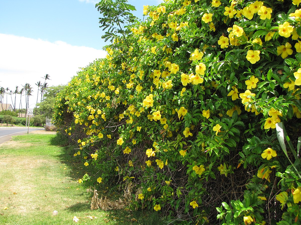 Allamanda: Consigli, Coltivazione e Cura